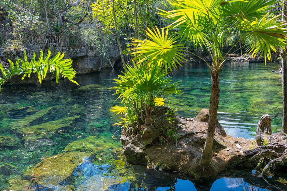 Can You Plant Palm Trees Anywhere Explained Can You Plant Palm Trees Anywhere Explained