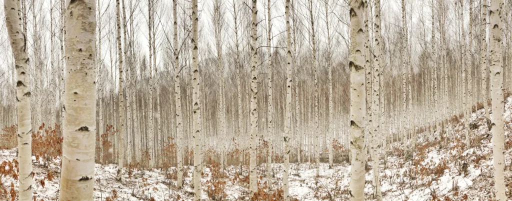 How To Tell The Difference Between Aspen And Birch Trees
