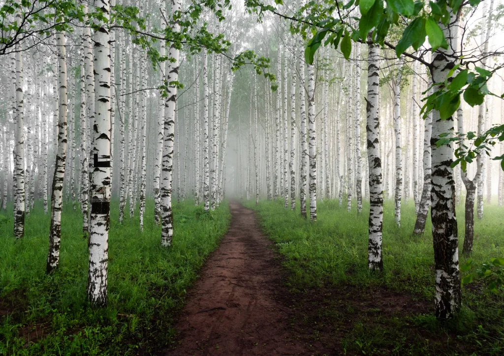 How To Tell The Difference Between Aspen And Birch Trees